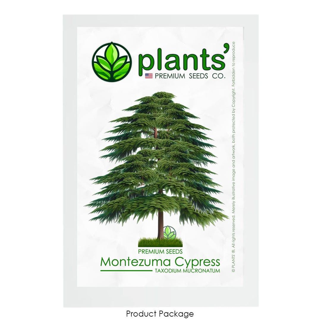 Montezuma Cypress Tree | Premium Seeds | Taxodium Mucronatum | Plants ...