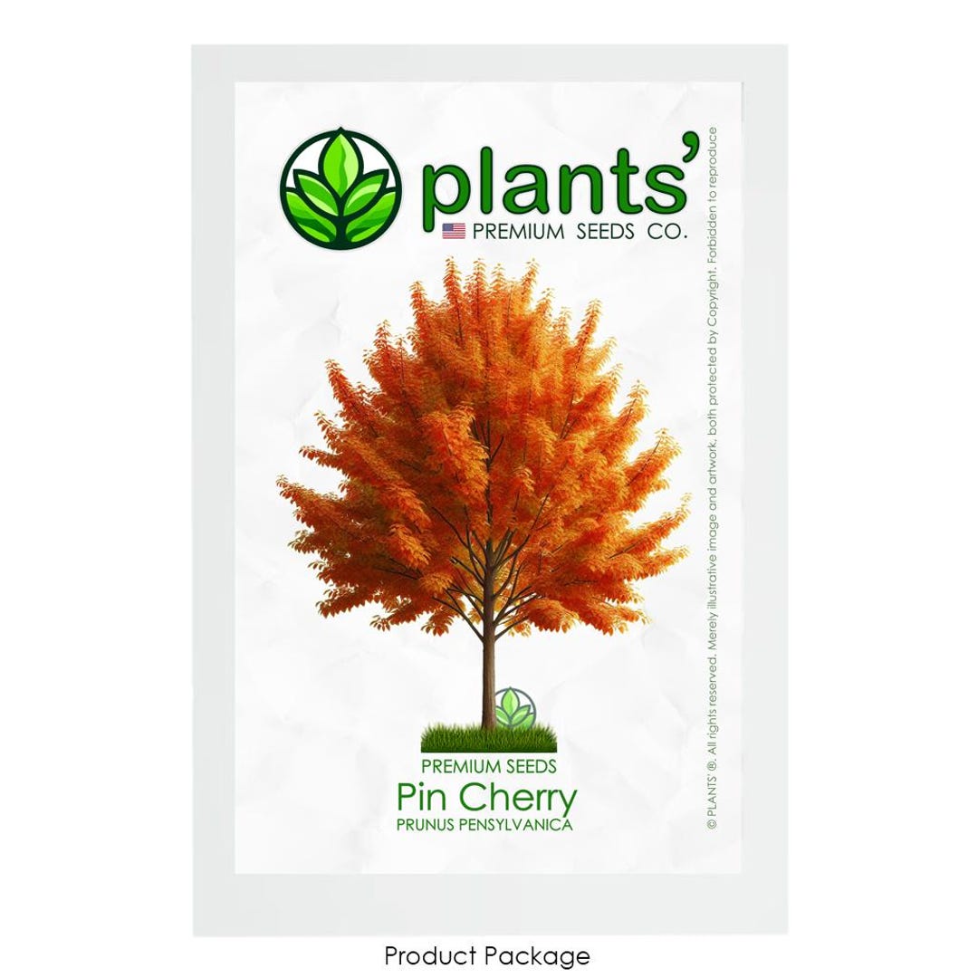 Pin Cherry Tree | Premium Seeds | Prunus Pensylvanica 'fall' | Plants ...
