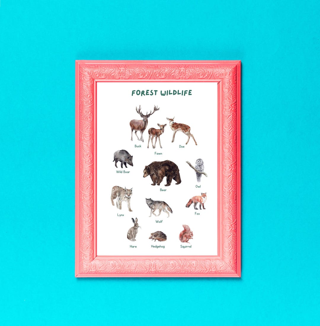 Forest Animals Educational Poster | Montessori Nature Wall Art for Kids ...
