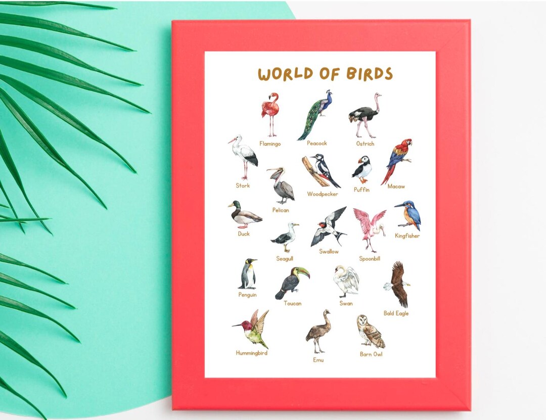 Birds Educational Poster | Montessori Nature Wall Art for Kids Room ...