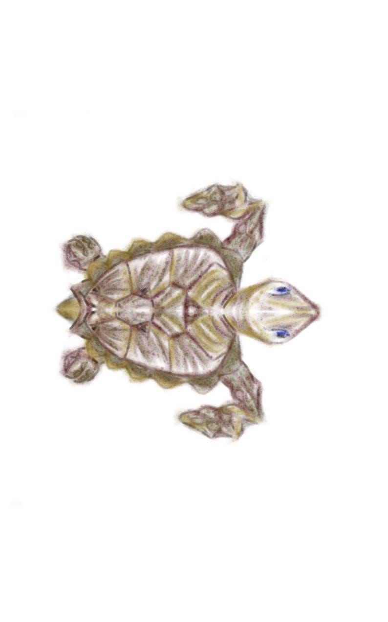 Caretta Caretta,green Turtle Design Pattern Wallpaper, Art ...