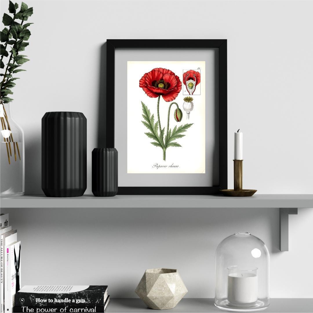 Poppy A4 Digital Print Botanical Illustration - Etsy