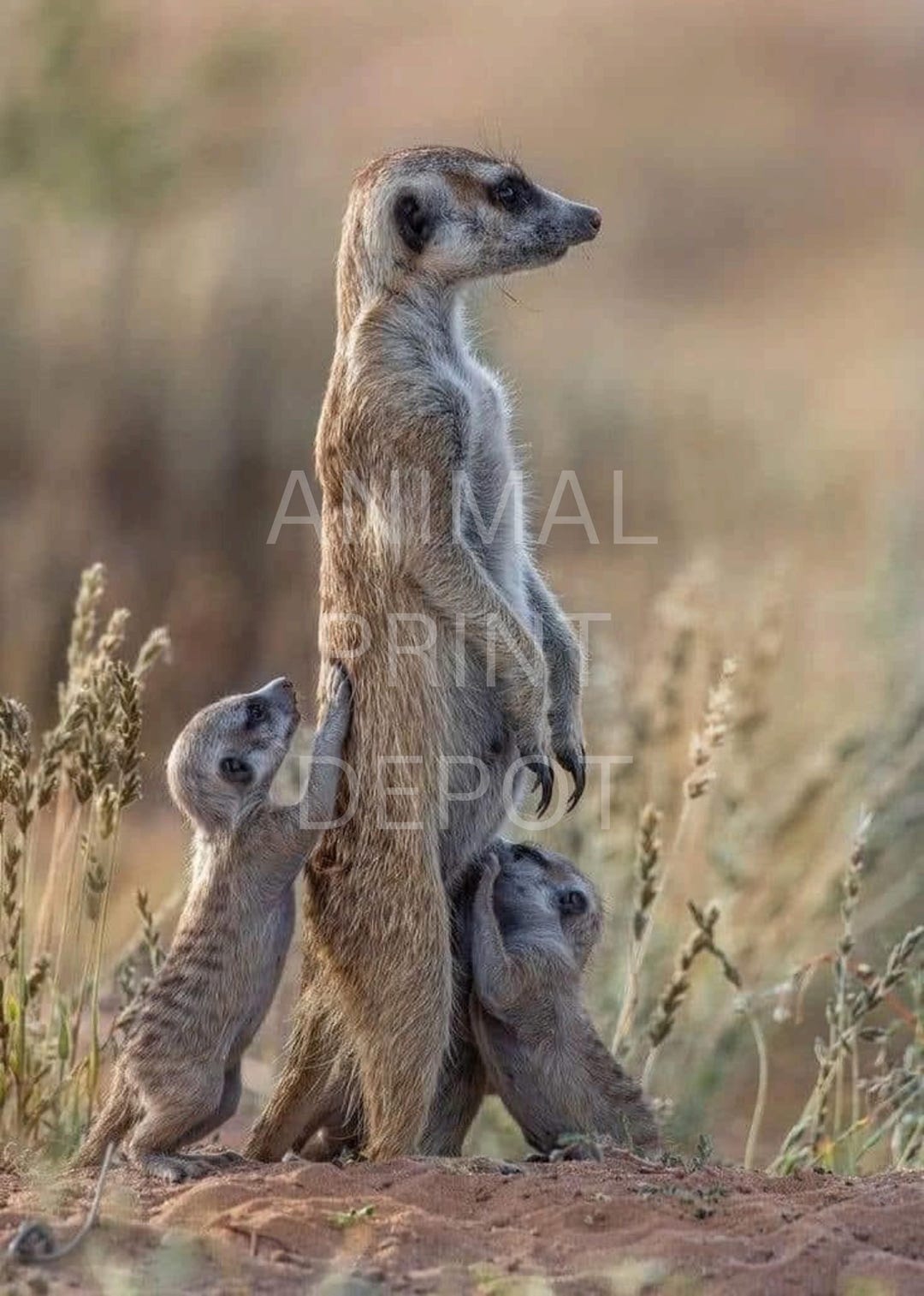 Meerkat Family Photo Print Meerkat Art Picture Decor African Art Animal ...