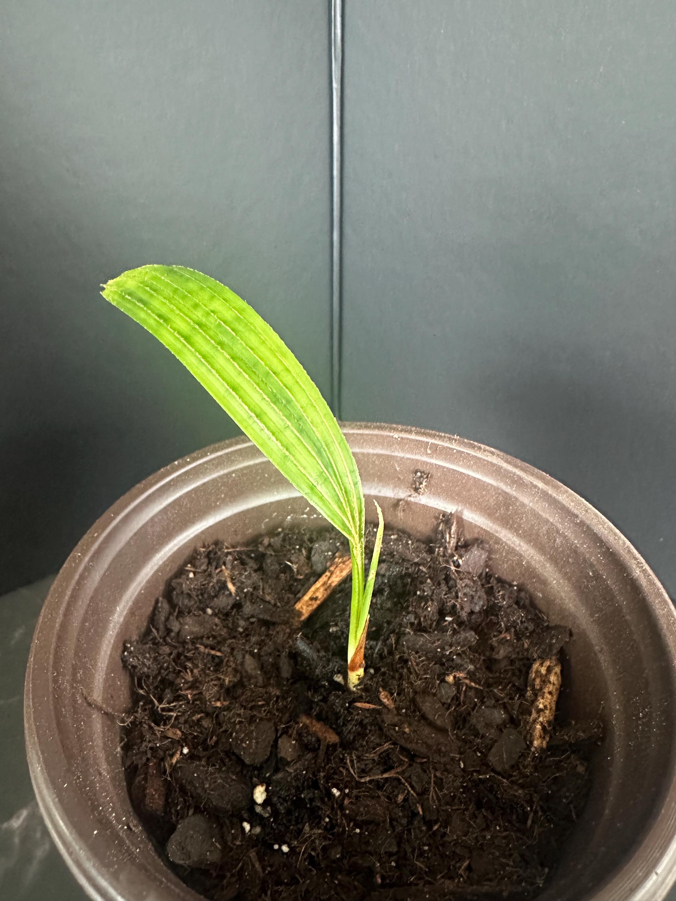 Rare Plant: Licuala Mapu - Etsy