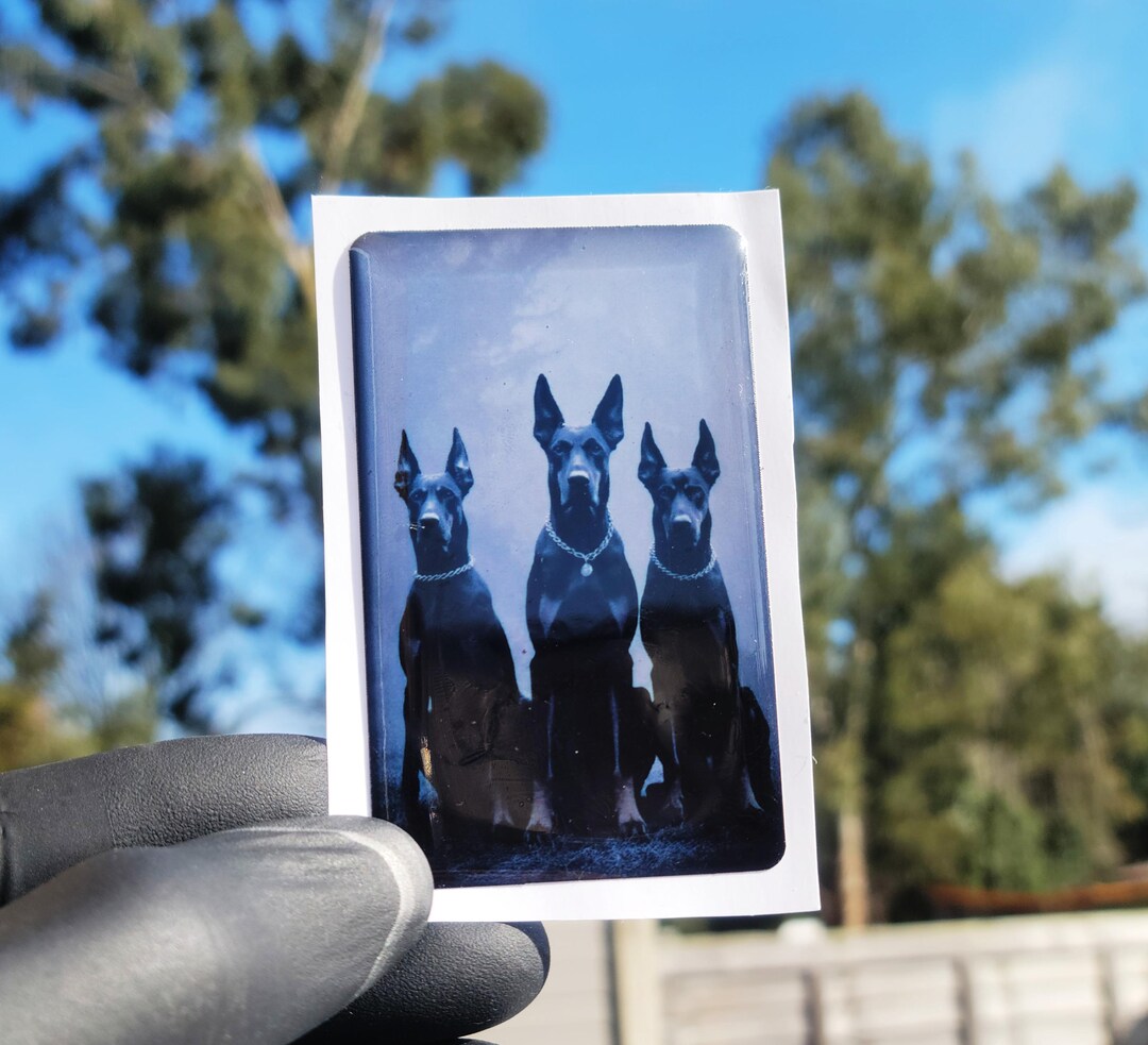 Black Doberman Trio 3D Sticker | Aesthetic Dark Dog Art | Waterproof ...