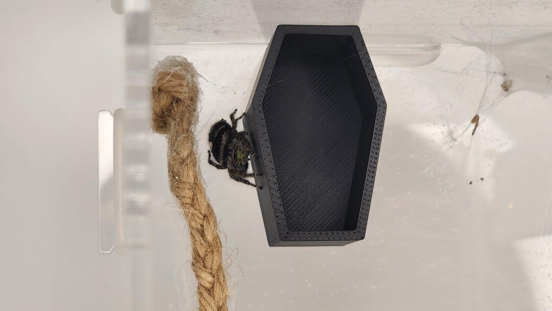 Spider Coffin 3d Printed - Etsy