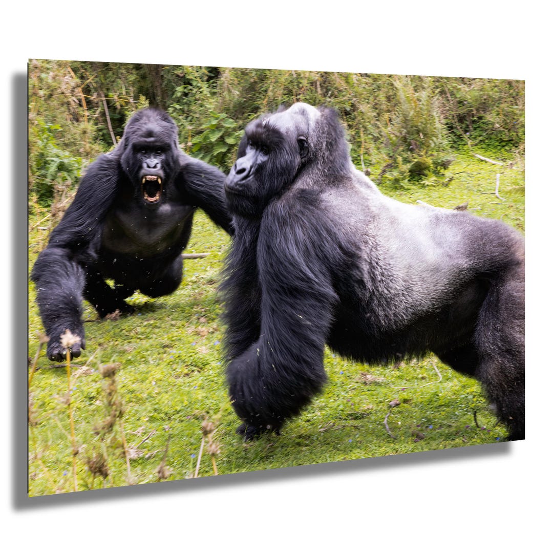 Silverback Gorillas Confrontation, Volcanoes National Park, Rwanda - Etsy
