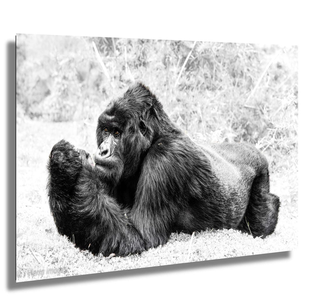 Silverback Mountain Gorilla, Volcanoes National Park, Rwanda - Etsy