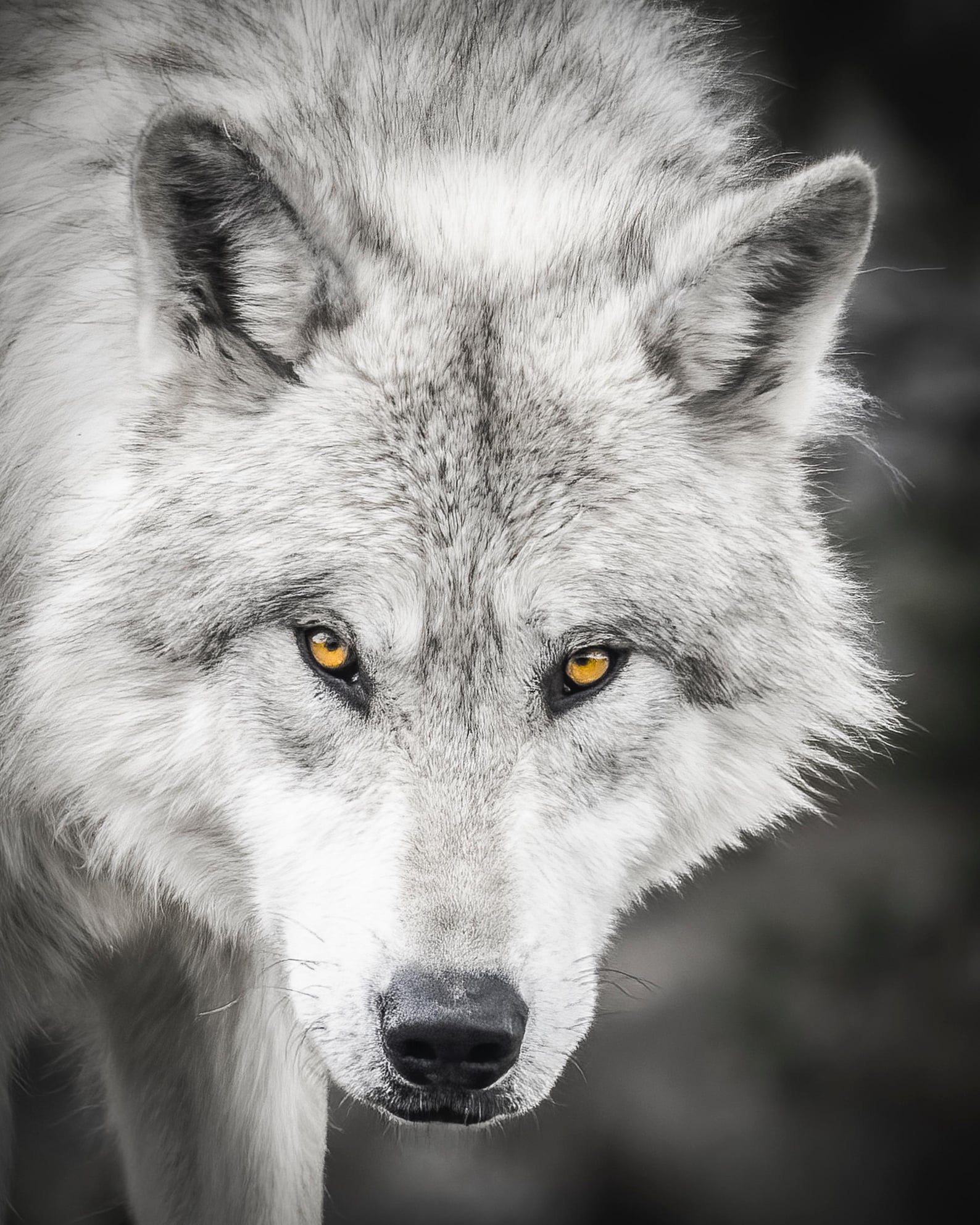 Wolf With Yellow Eyes Etsy