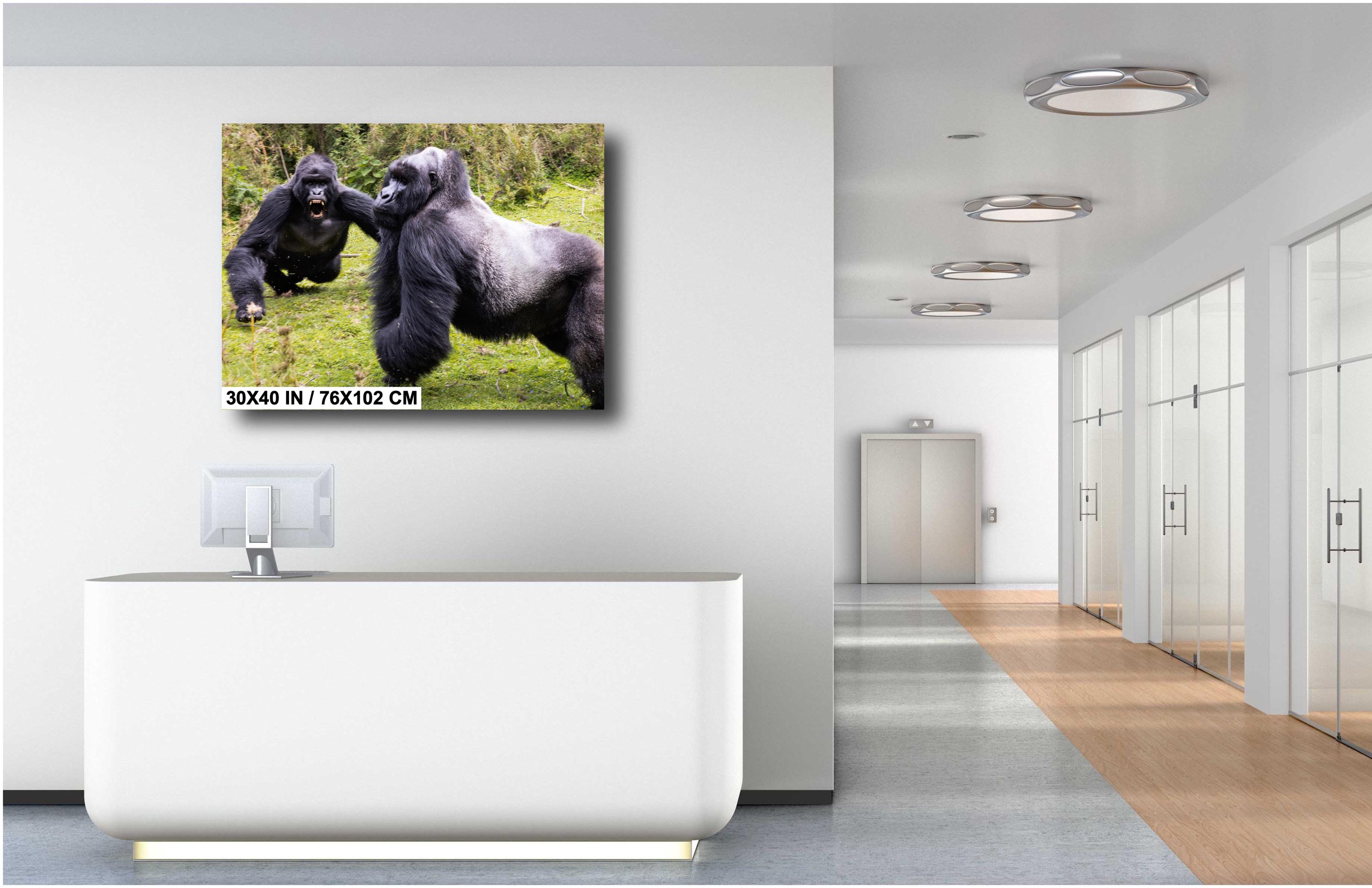 Silverback Gorillas Confrontation, Volcanoes National Park, Rwanda - Etsy
