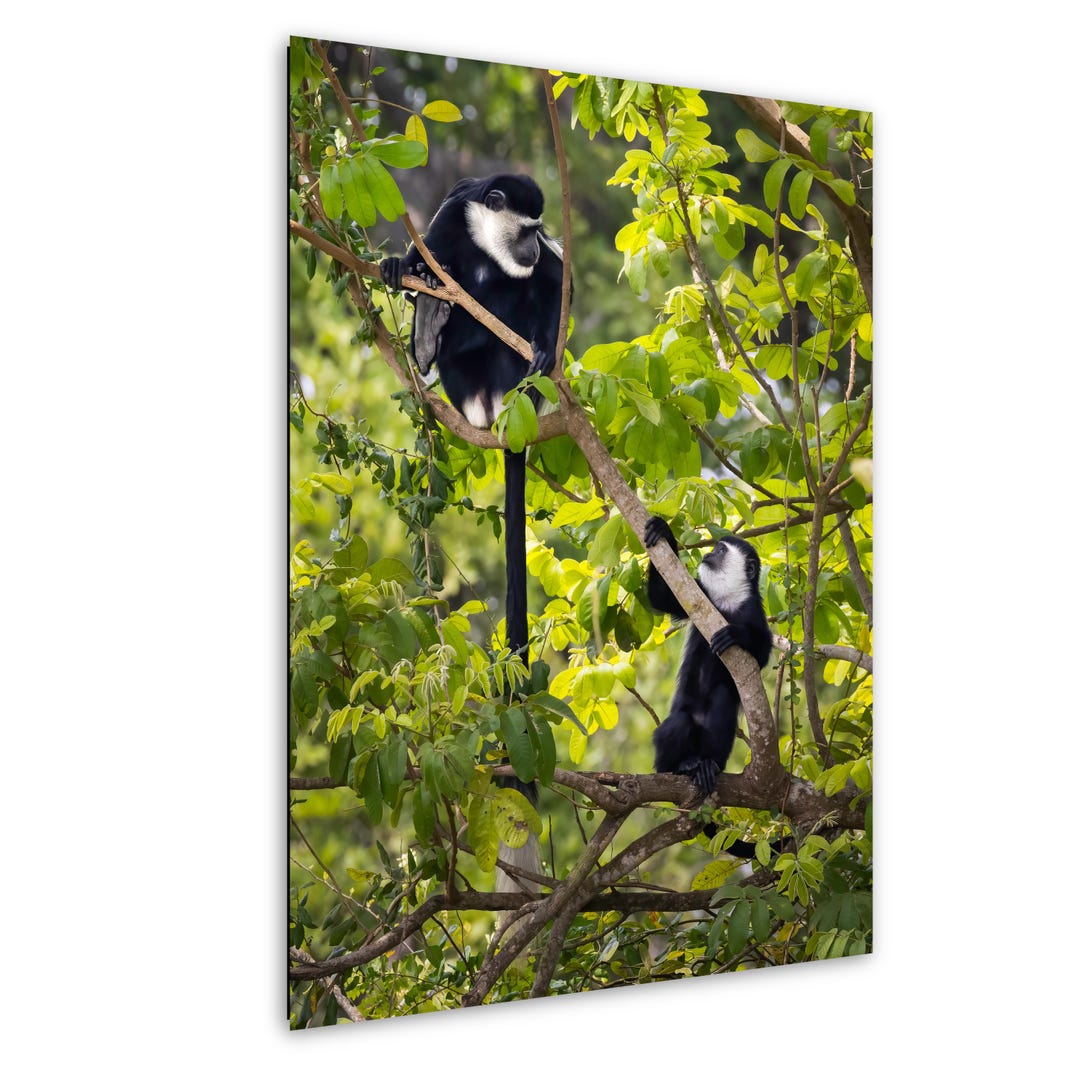 Colobus Monkey Pair, Nile River, Uganda - Etsy