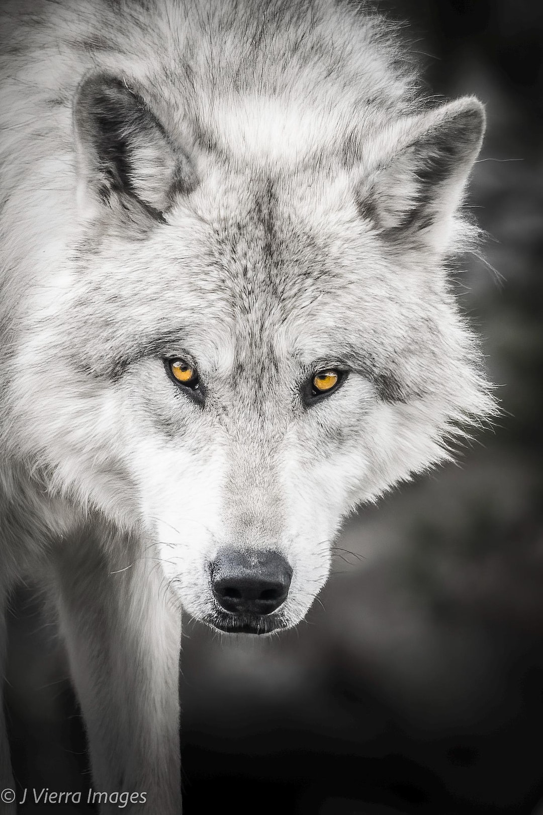 Wolf With Yellow Eyes - Etsy