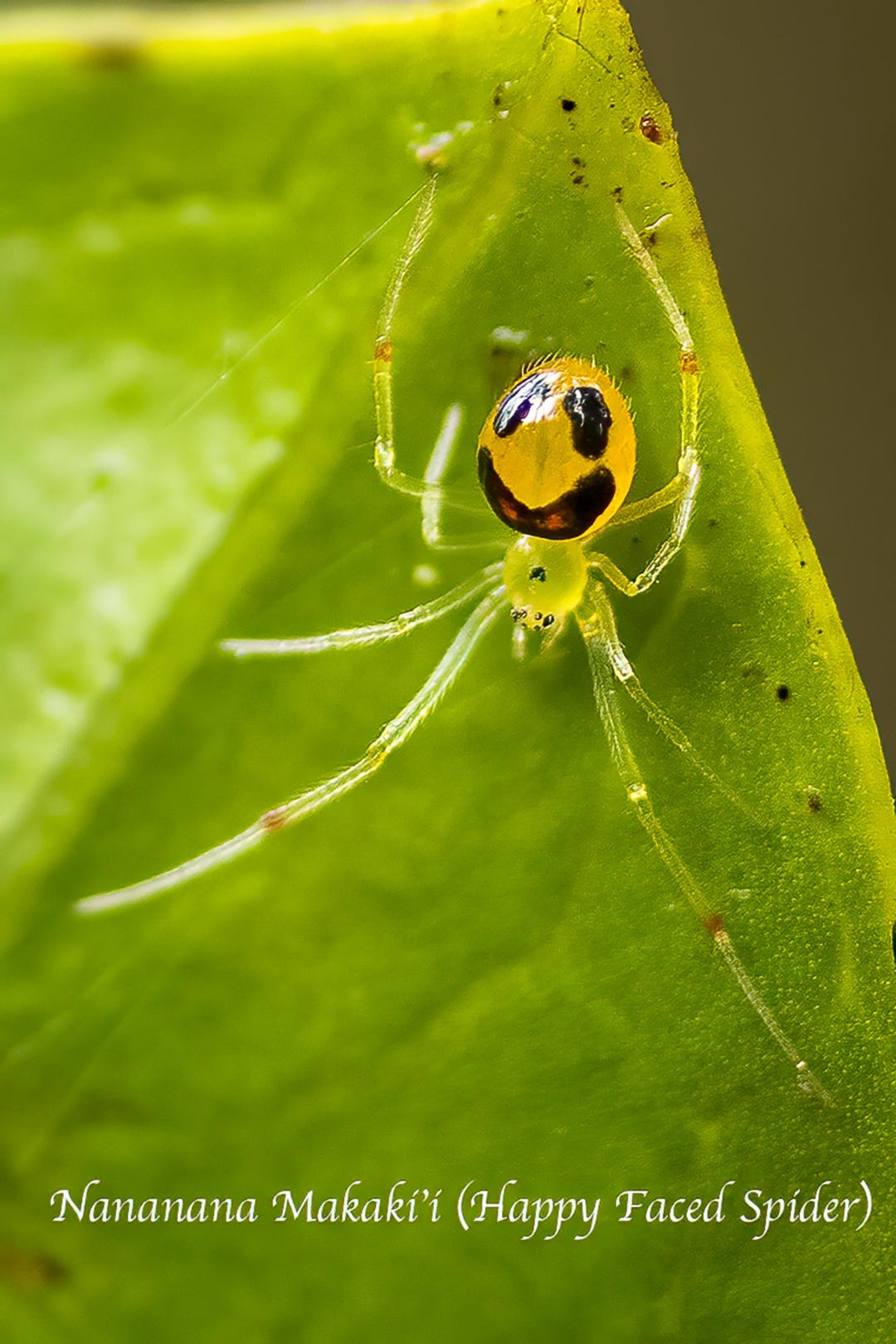 Happy Faced Spider, Endemic, Hawaiian Islands - Etsy