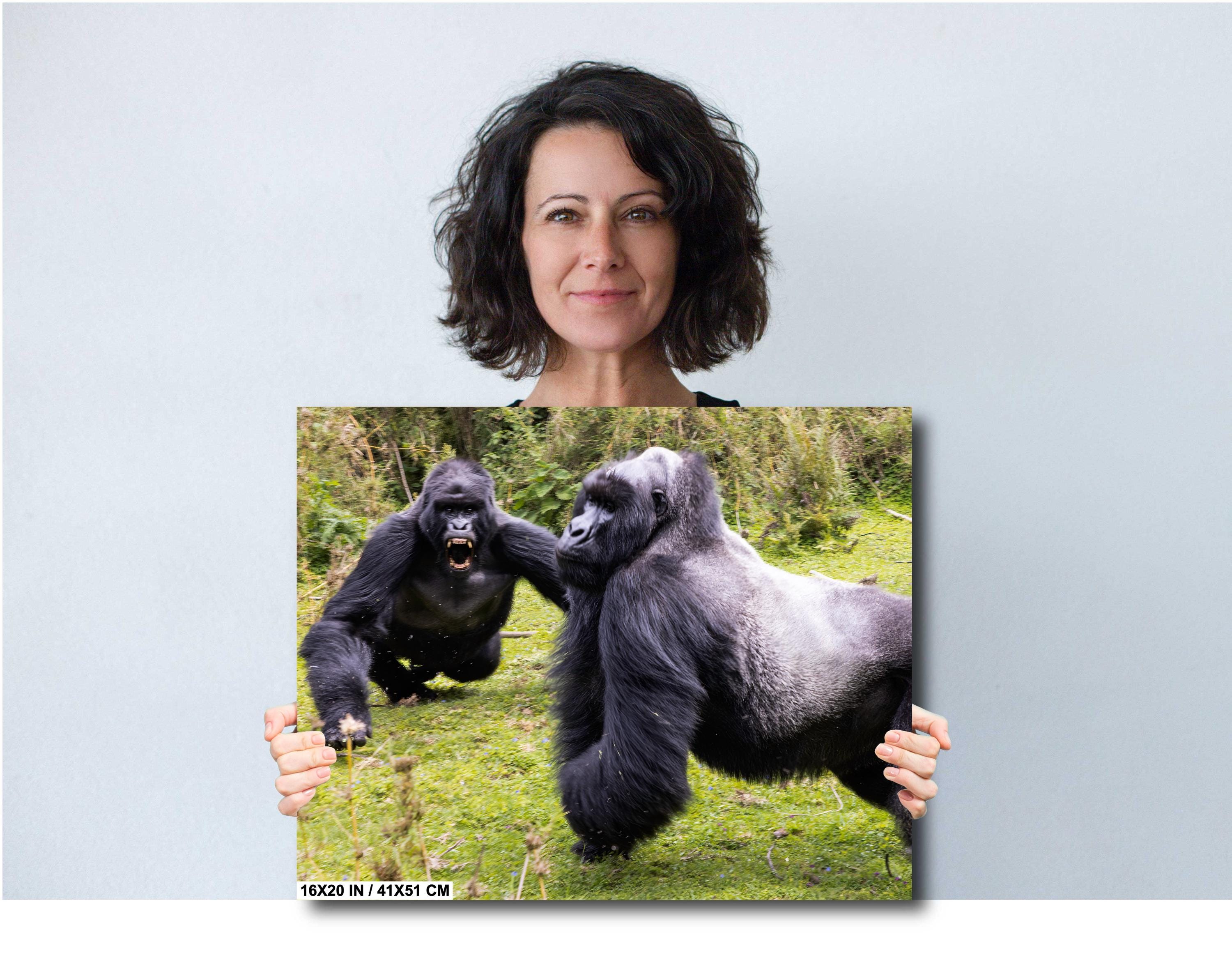 Silverback Gorillas Confrontation, Volcanoes National Park, Rwanda - Etsy