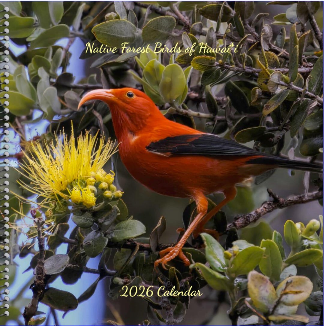 2026 Monthly Planner Native Hawaiian Forest Birds - Etsy