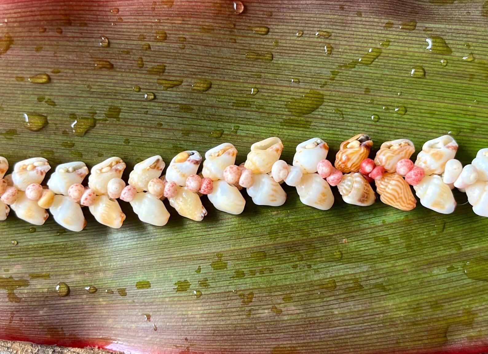 Momi Shells W Kahelelani Shells Heliconia Style Bracelet - Etsy