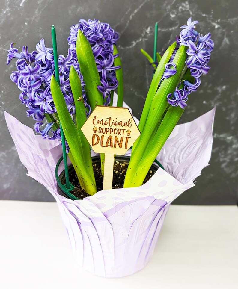 Funny Plant Stakes, Funny Plant Markers, Snarky Plant Marker, Garden ...