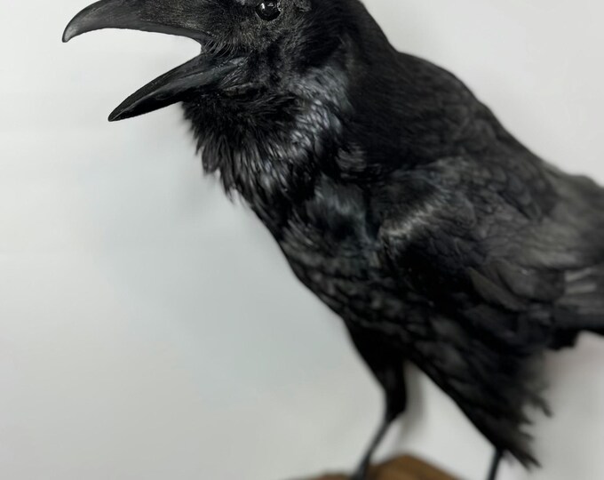 Stuffed Crow (corvus Corax) Professional Taxidermy Bird - Etsy