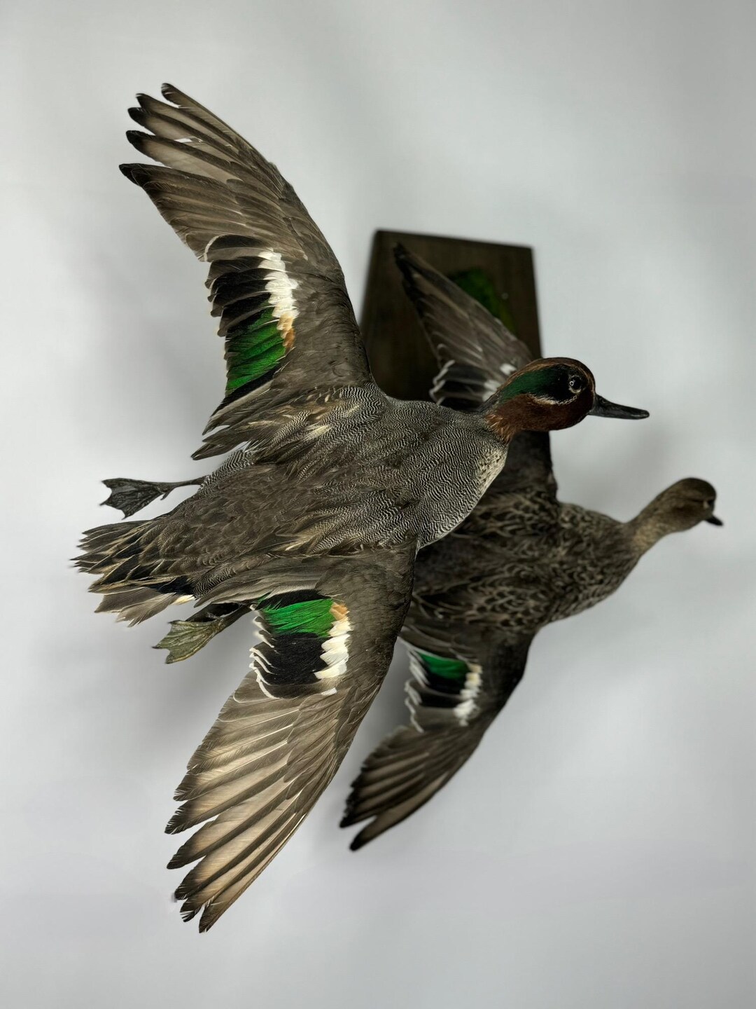 Green-winged Teal anas Crecca Professional Taxidermy Bird - Etsy