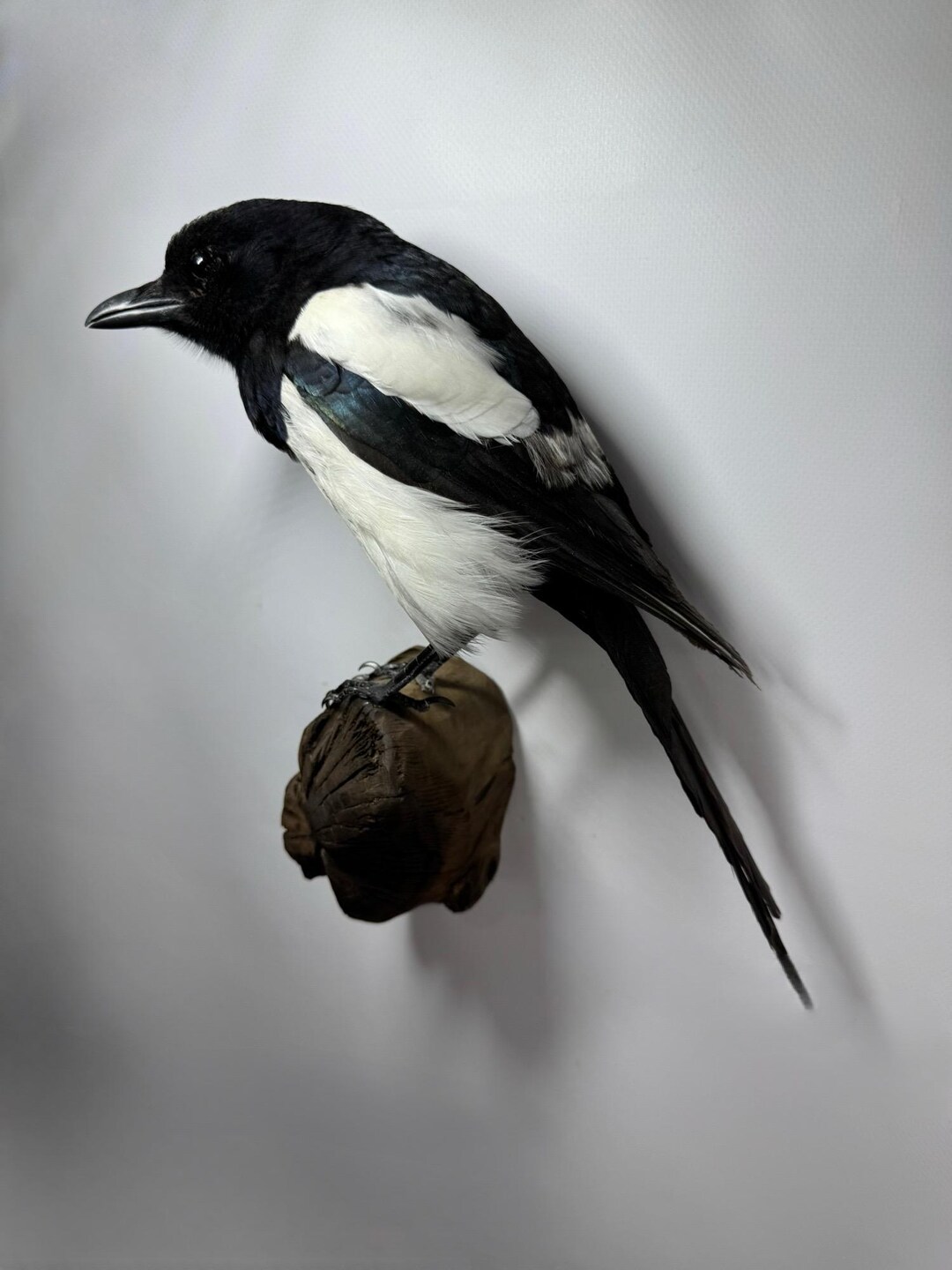Magpie Bird (pica Pica) Professional Taxidermy - Etsy