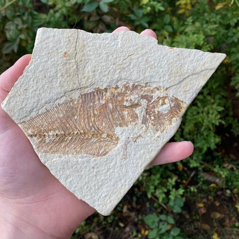 Fossil Fish - Etsy