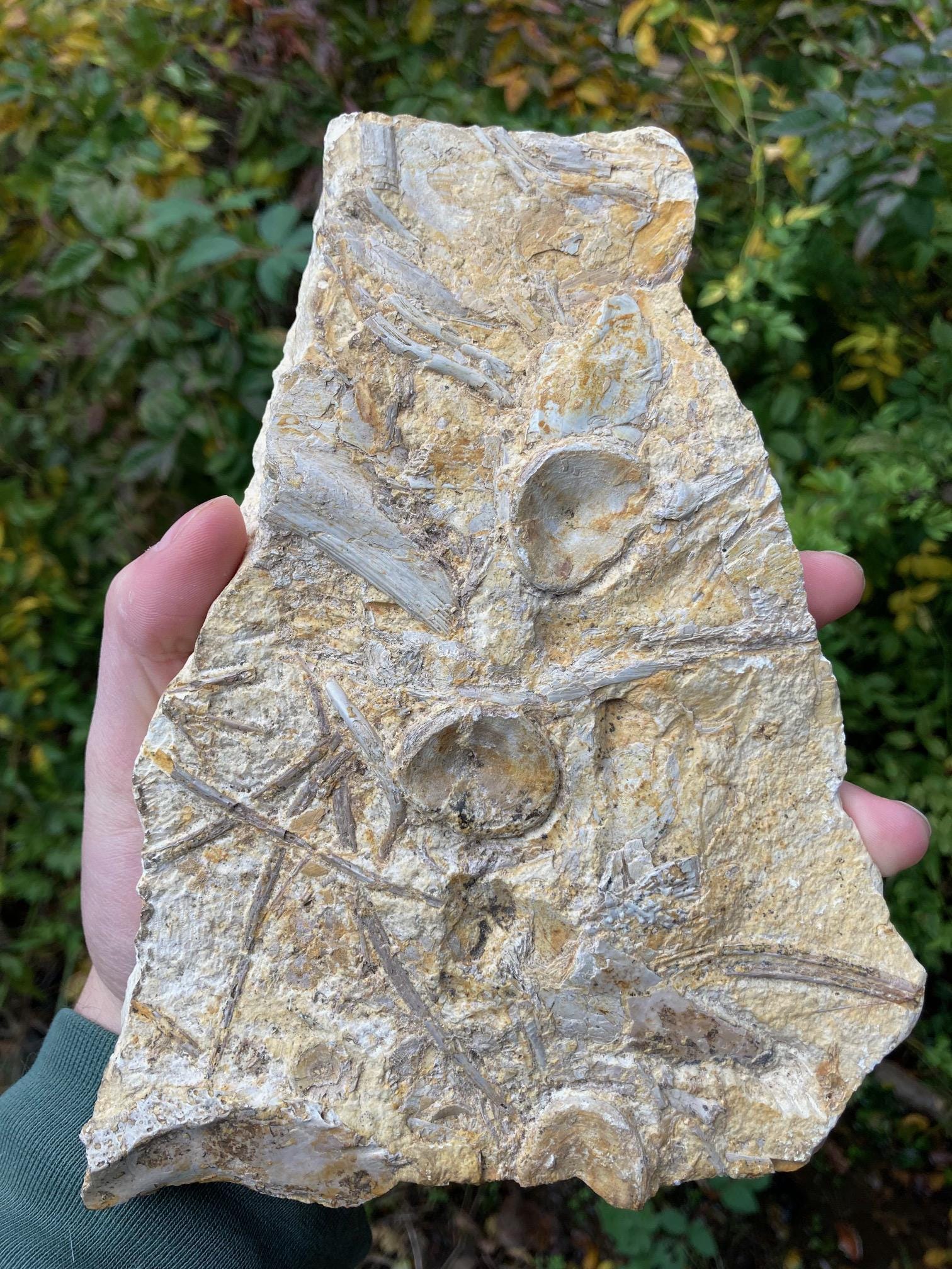 Fossil Vertebrae and Ribs - Etsy