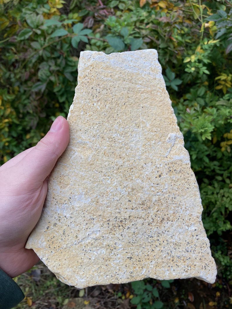 Fossil Vertebrae and Ribs - Etsy