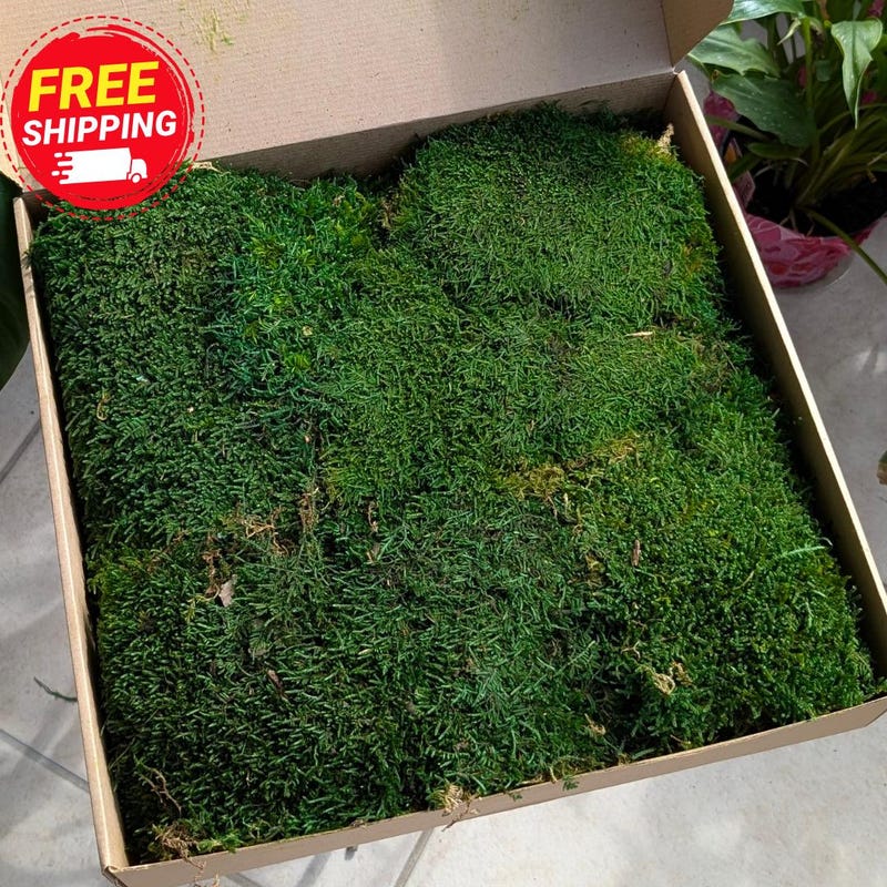 Moss Wall - Etsy