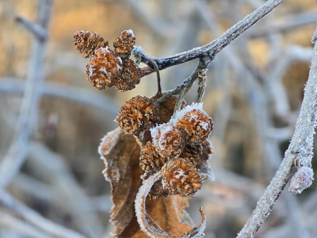 Alaskan Alder Cones Mini Craft Cones Nature Art Terrarium Aquarium ...