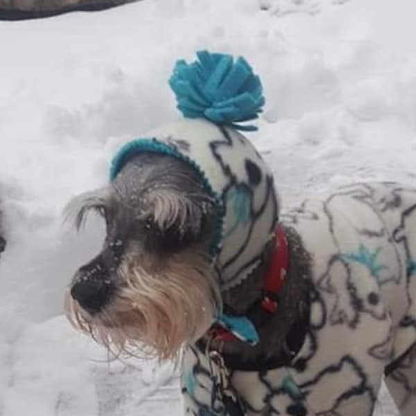 Dog Winter Hat - Etsy