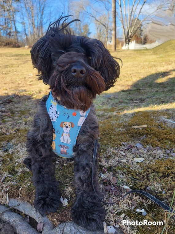Cute Schnauzer Comfy Solid Chest Harness Dog Harness | Etsy