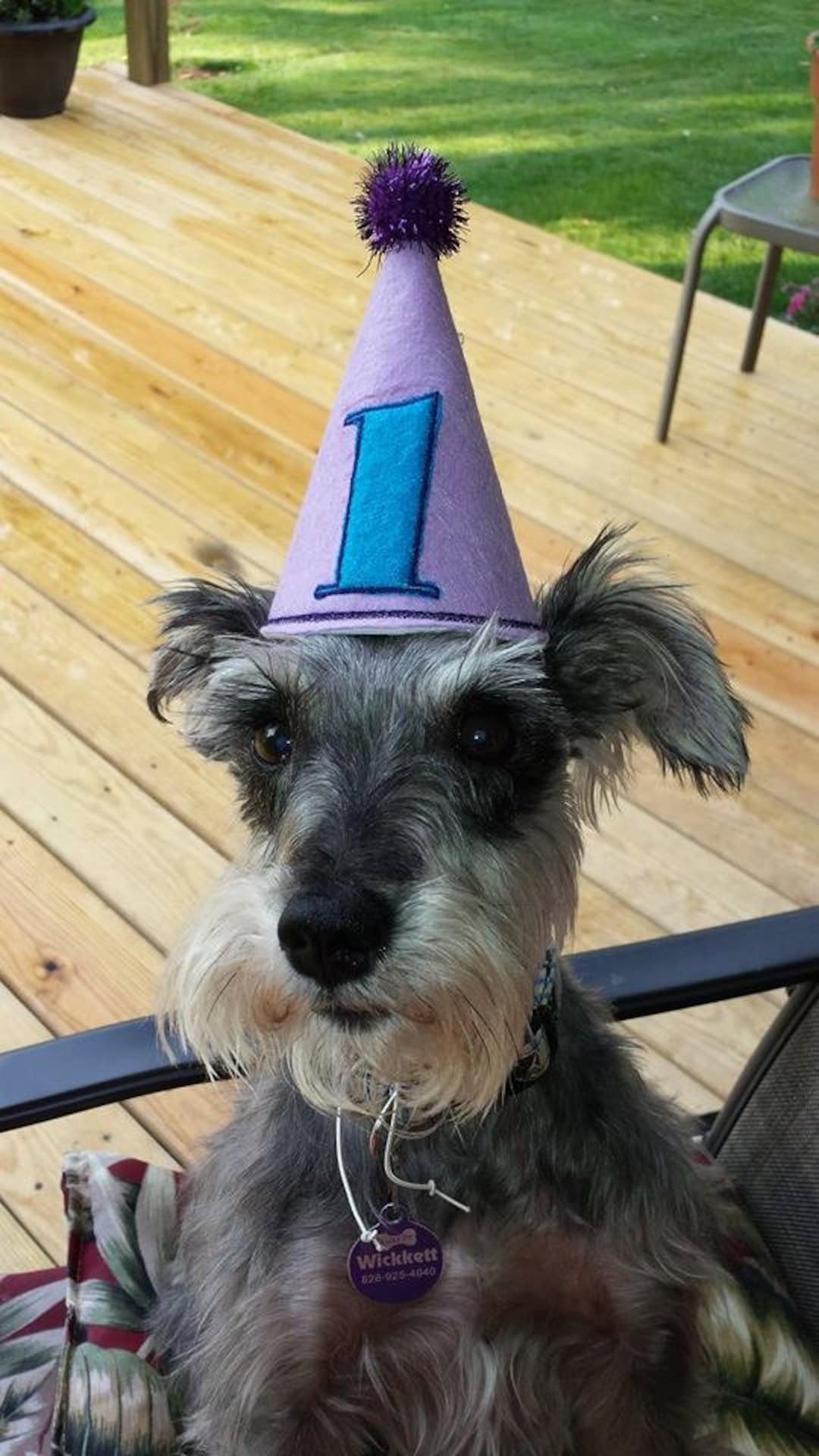 Pet Dog Birthday Party Hat - Etsy