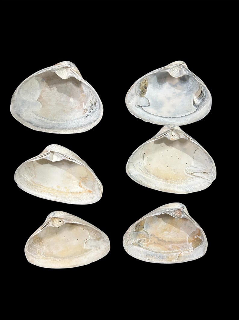 5" Atlantic Clam Shells for Crafts and Decoupage. Set of 6, Craft and ...