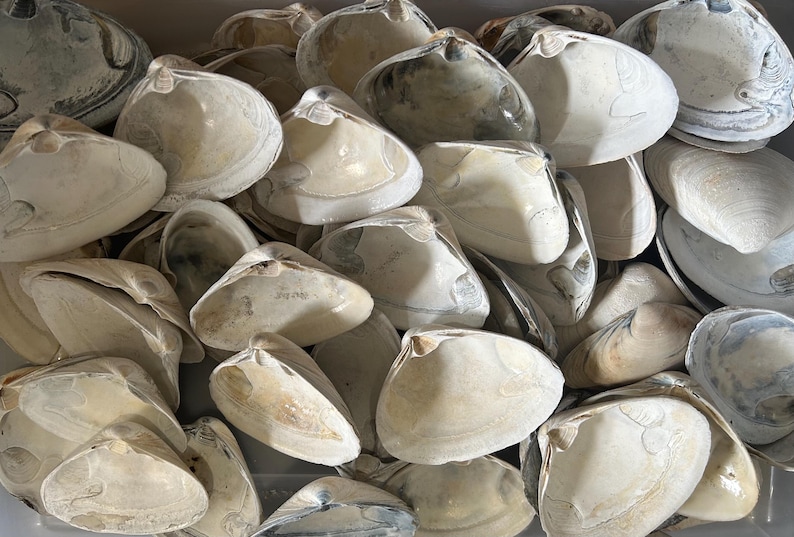 4.5" Atlantic Clam Shells - Set of 6, Craft and Decoupage Supplies ...