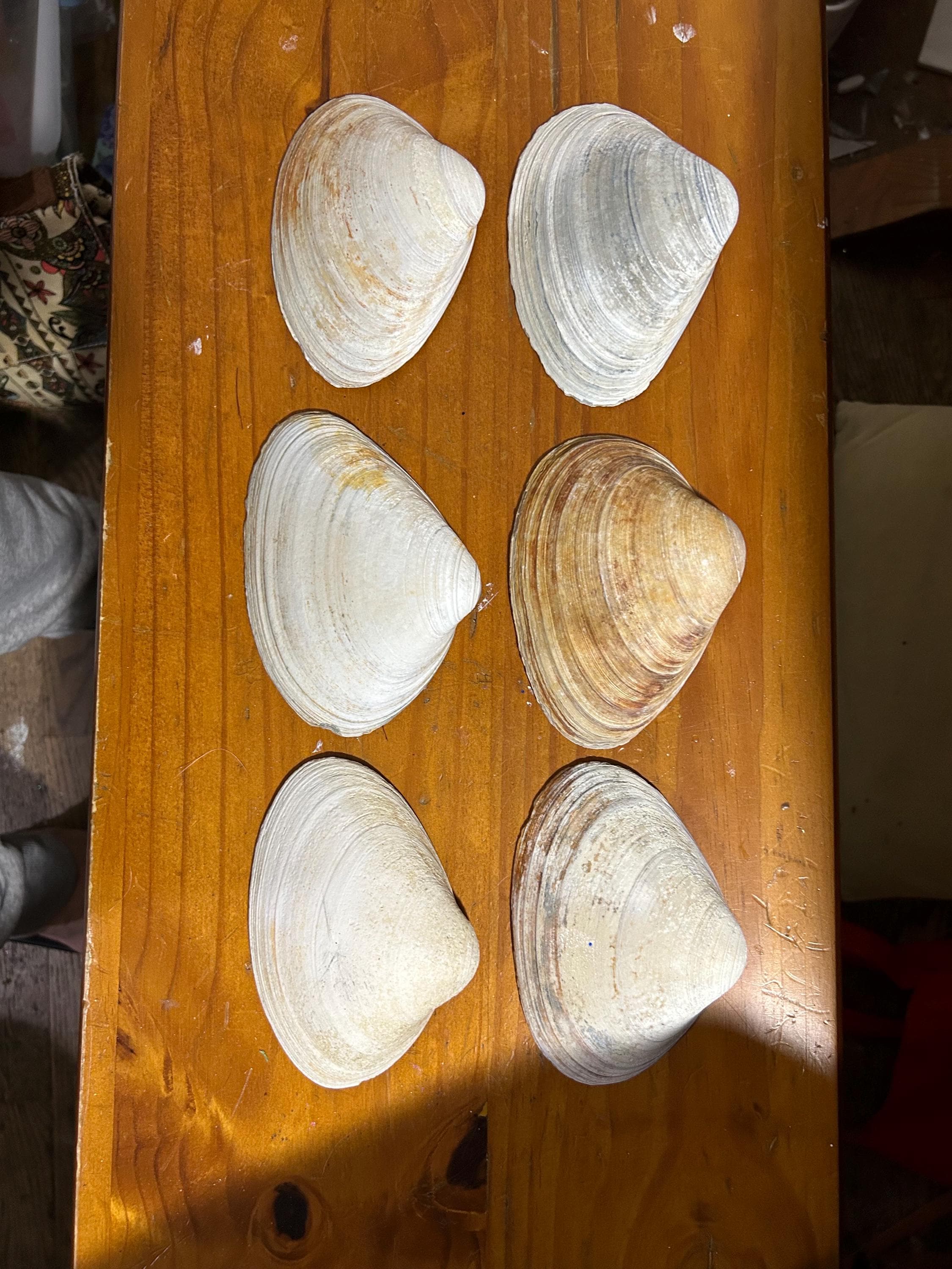 6 Medium Sized 4.0” Atlantic Clam Shell;surf Clam;souvenir;med Clam ...