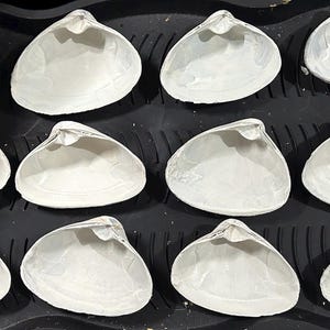 4.5" Atlantic Clam Shells - Set of 6, Craft and Decoupage Supplies ...