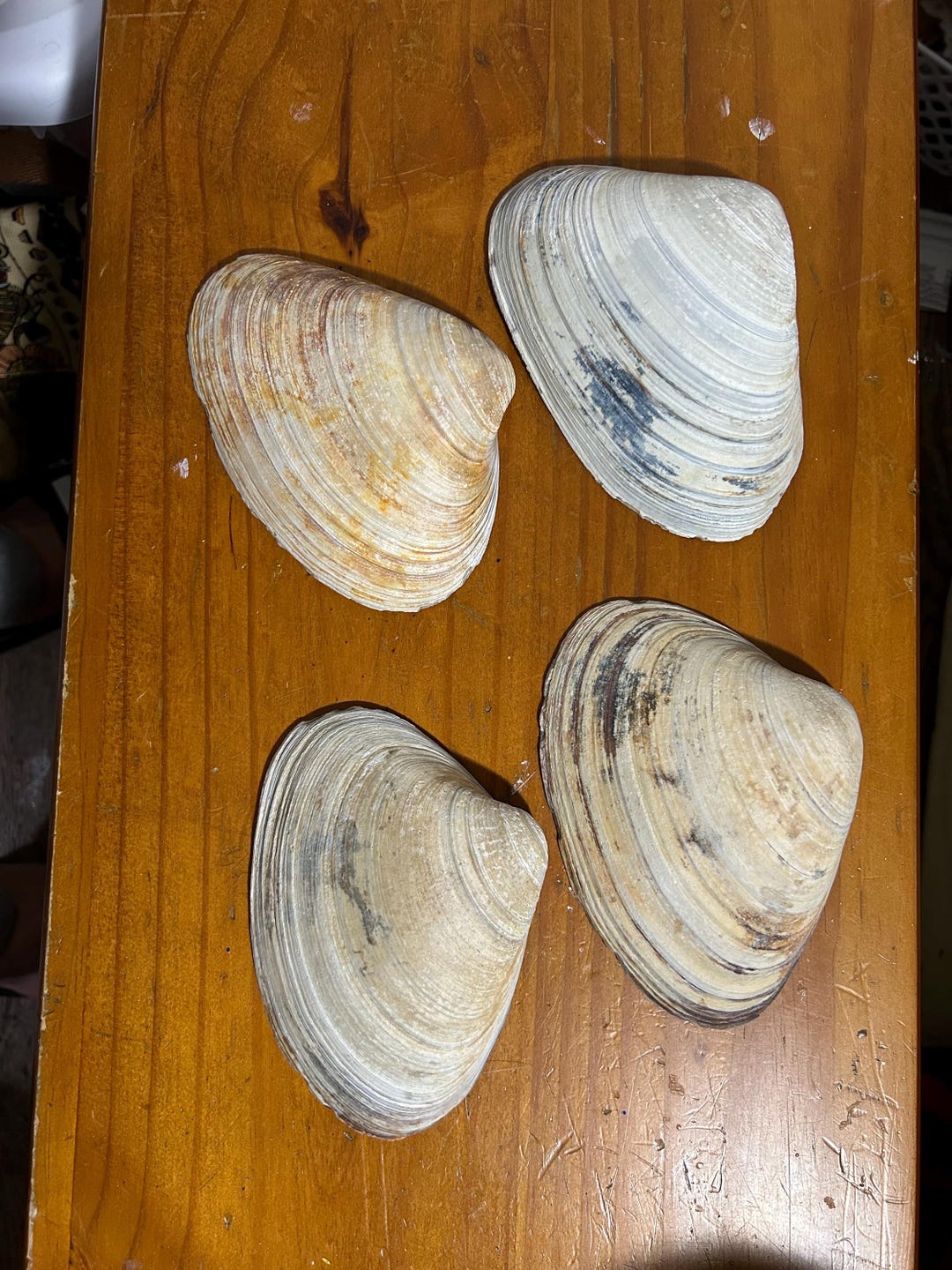 6 Jumbo 5.5” Atlantic Clam Shell;surf Clam; Souvenir; Extra Lg Clam ...