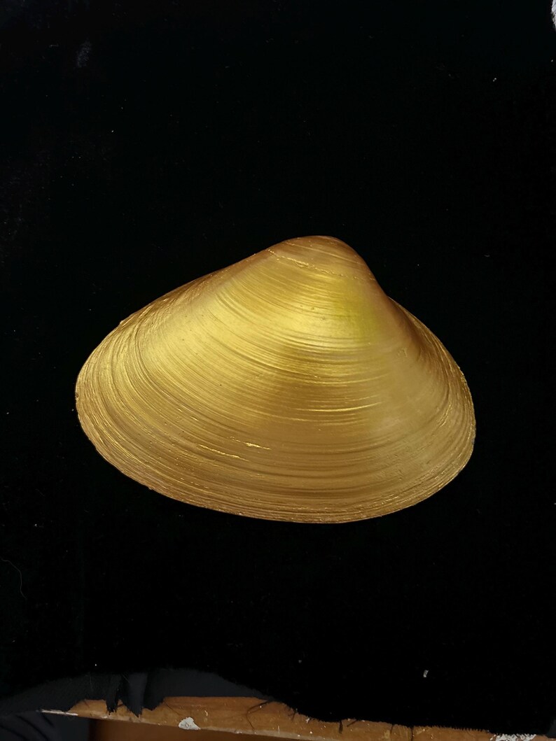 Forget Me Not; Large Clam Shell Ring or Jewlery Dish; Decoupaged Clam ...