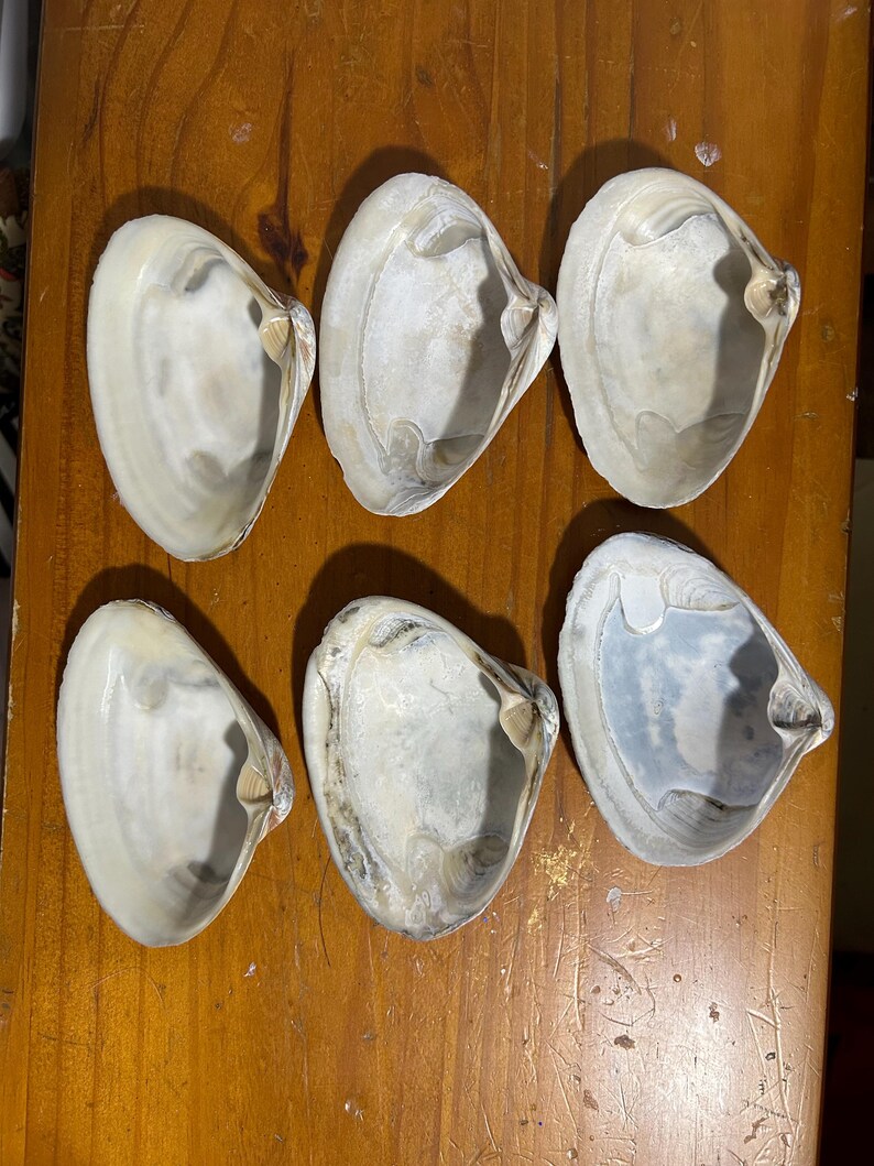 6 Extra Large 5” Atlantic Clam Shells;surf Clam;souvenir; Extra Lg Clam ...