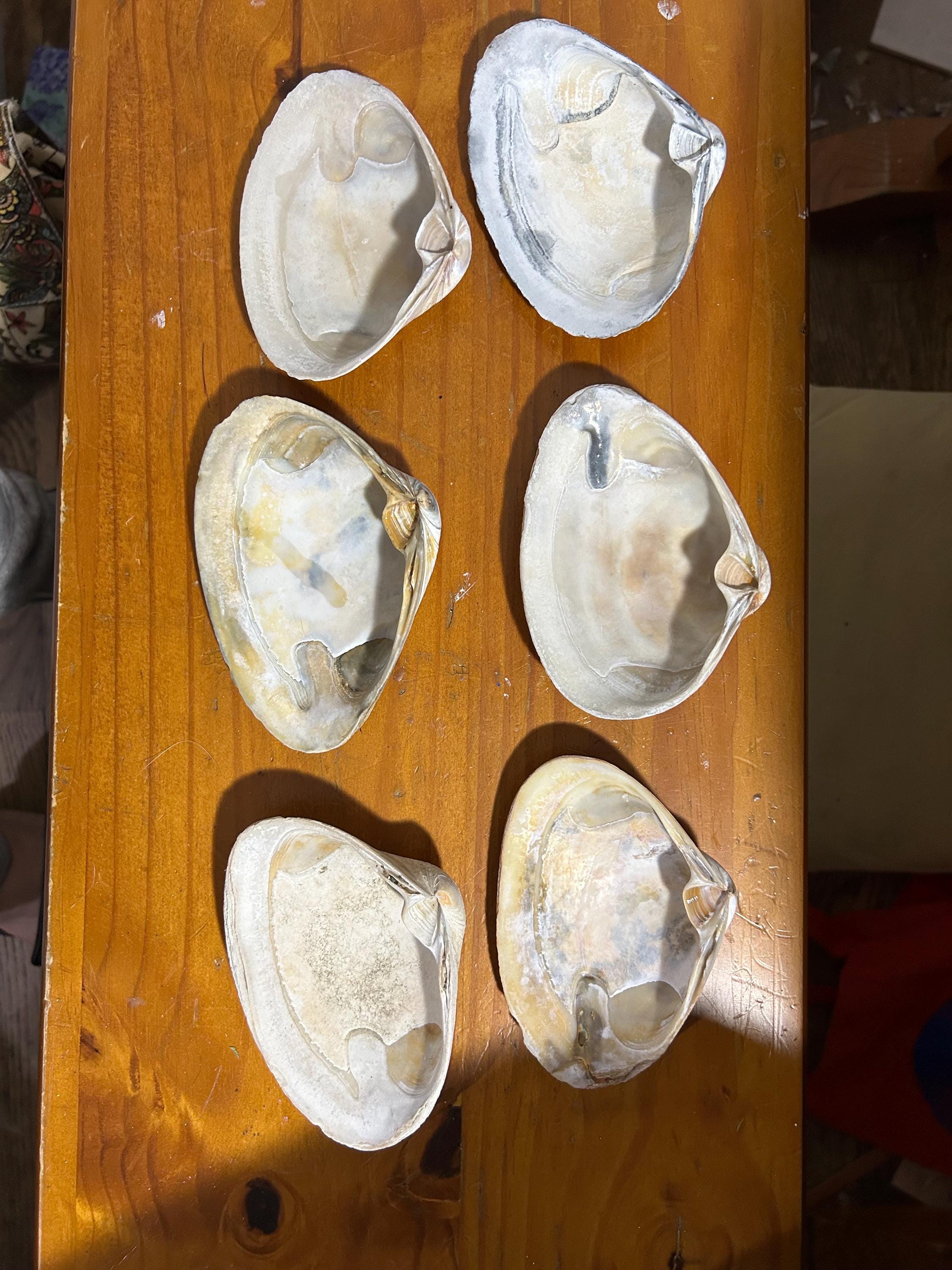 6 Medium Sized 4.0” Atlantic Clam Shell;surf Clam;souvenir;med Clam ...