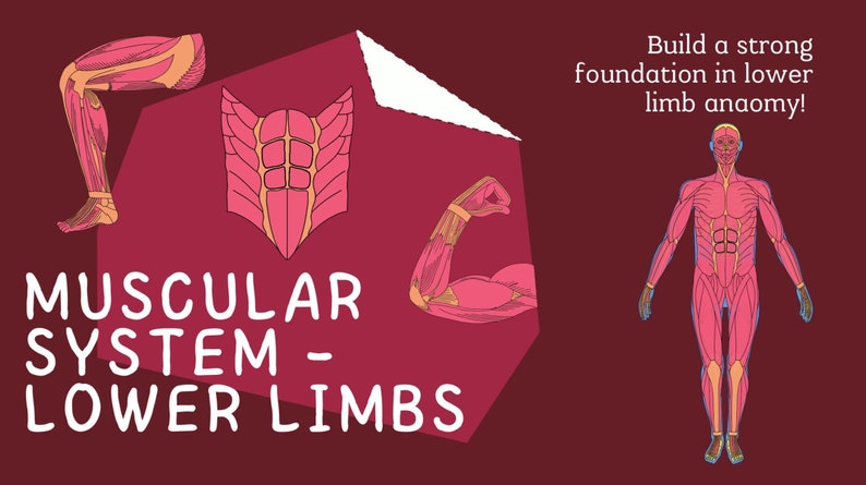 Lower Limb Muscle Anatomy Bundle A Simple, Visual Study Aid - Etsy