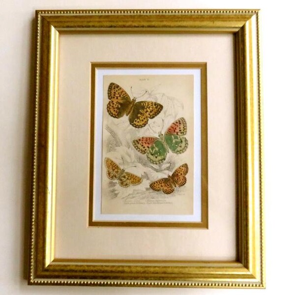 Antique Butterfly Prints - Etsy