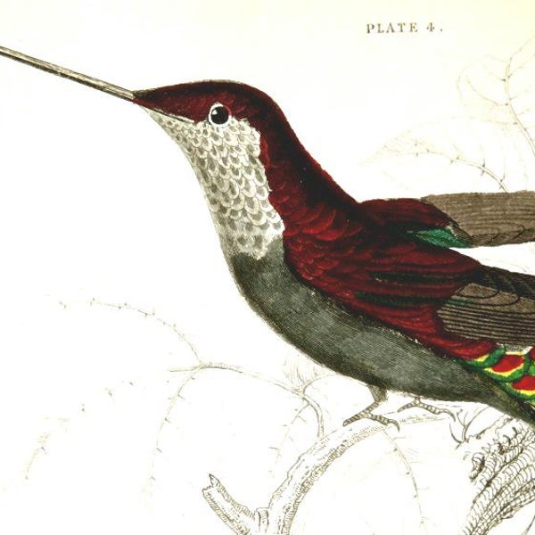 Bird Engraving - Etsy