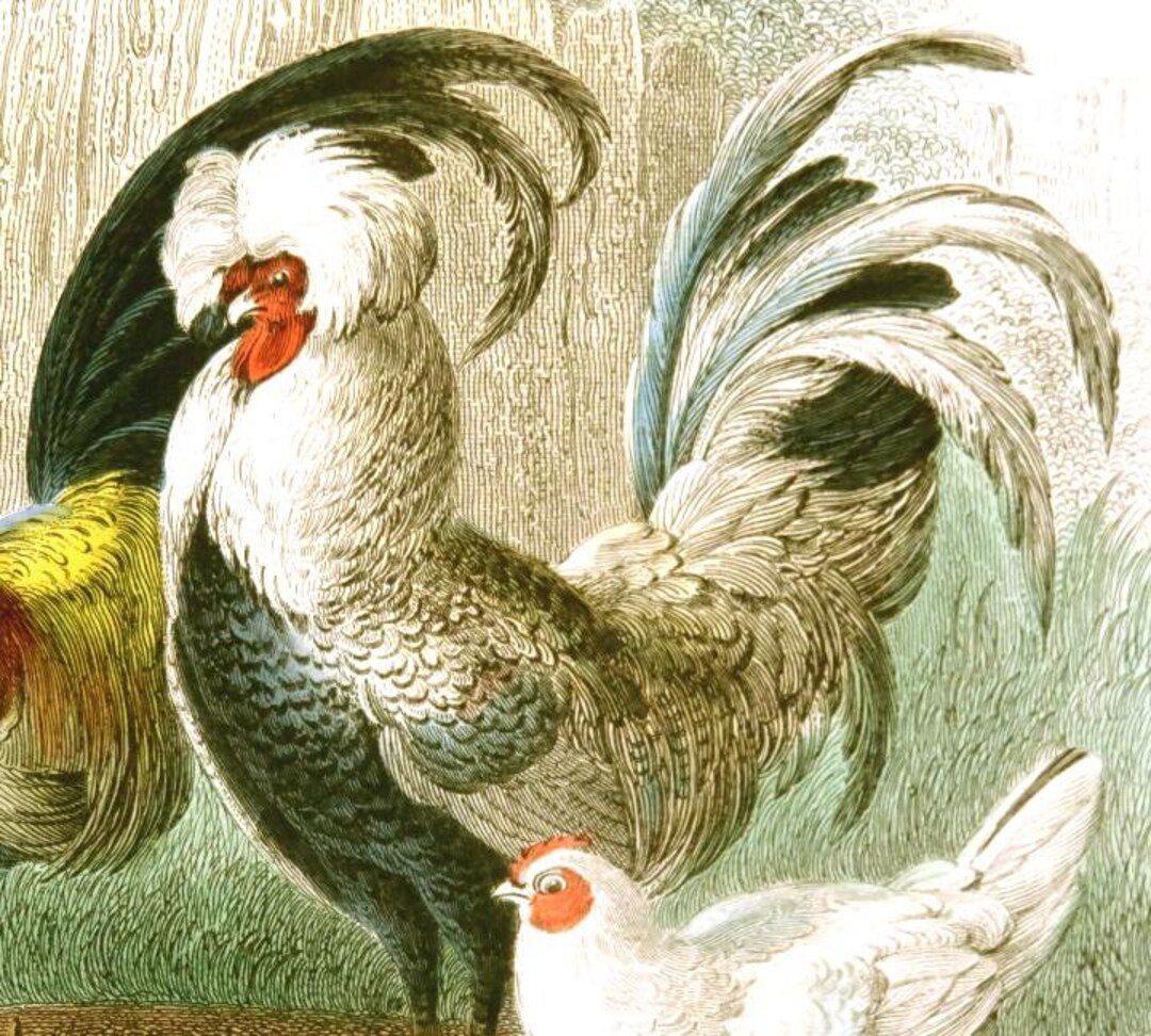 1860s ANTIQUE ROOSTER Print,chickens,hand Colored Engraving,silver ...