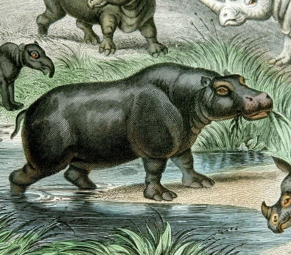 Prehistoric Hippo