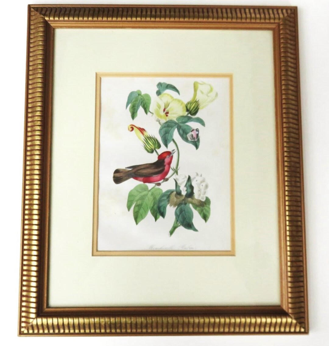 1855 FRAMED Le Maout RED PHOEBE and Butterfly Antique Print,hand ...