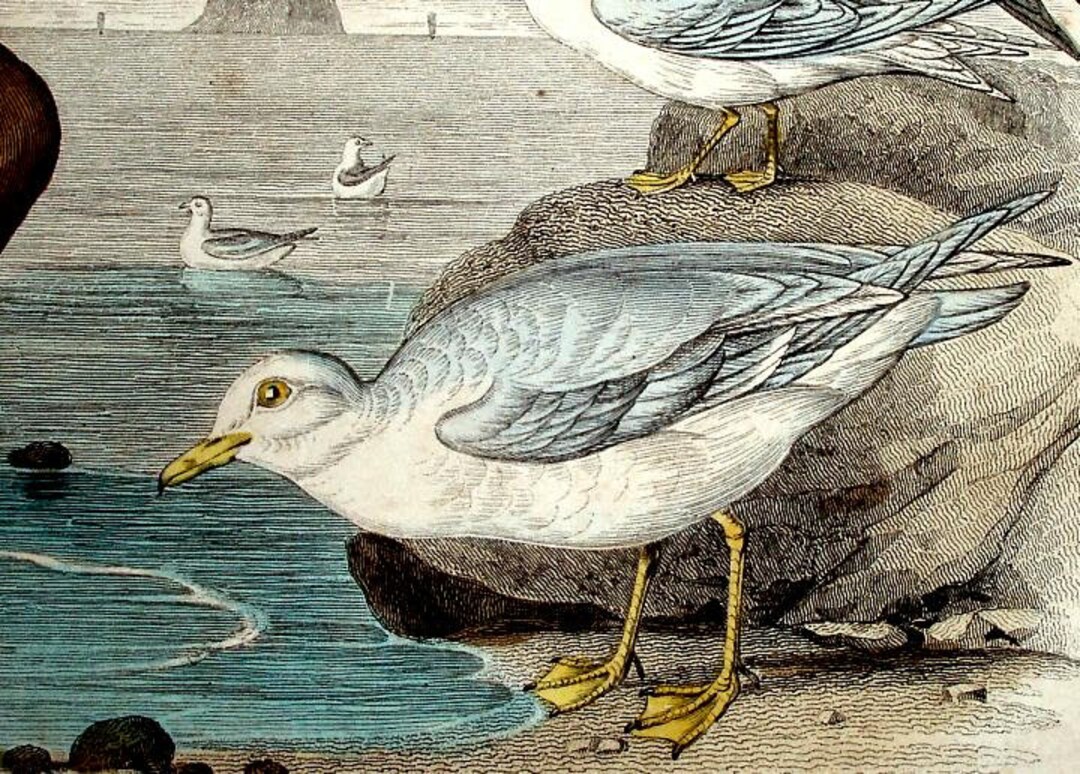 1860s Set of 2 ANTIQUE SEAGULL Prints,gull Hand Colored Engravings ...