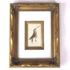 1833 FRAMED HUMMINGBIRD Print,antique Hand Colored Engraving,rufus ...