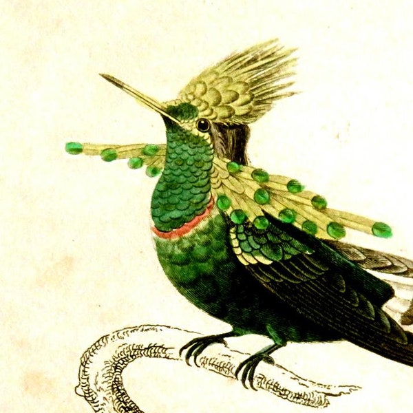 Hummingbird Print - Etsy