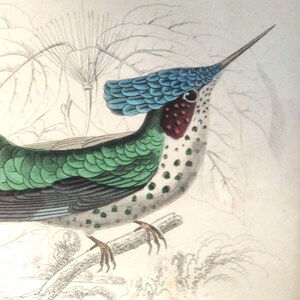 1843 FRAMED HUMMINGBIRD Print,antique Hand Colored Engraving,stokes ...